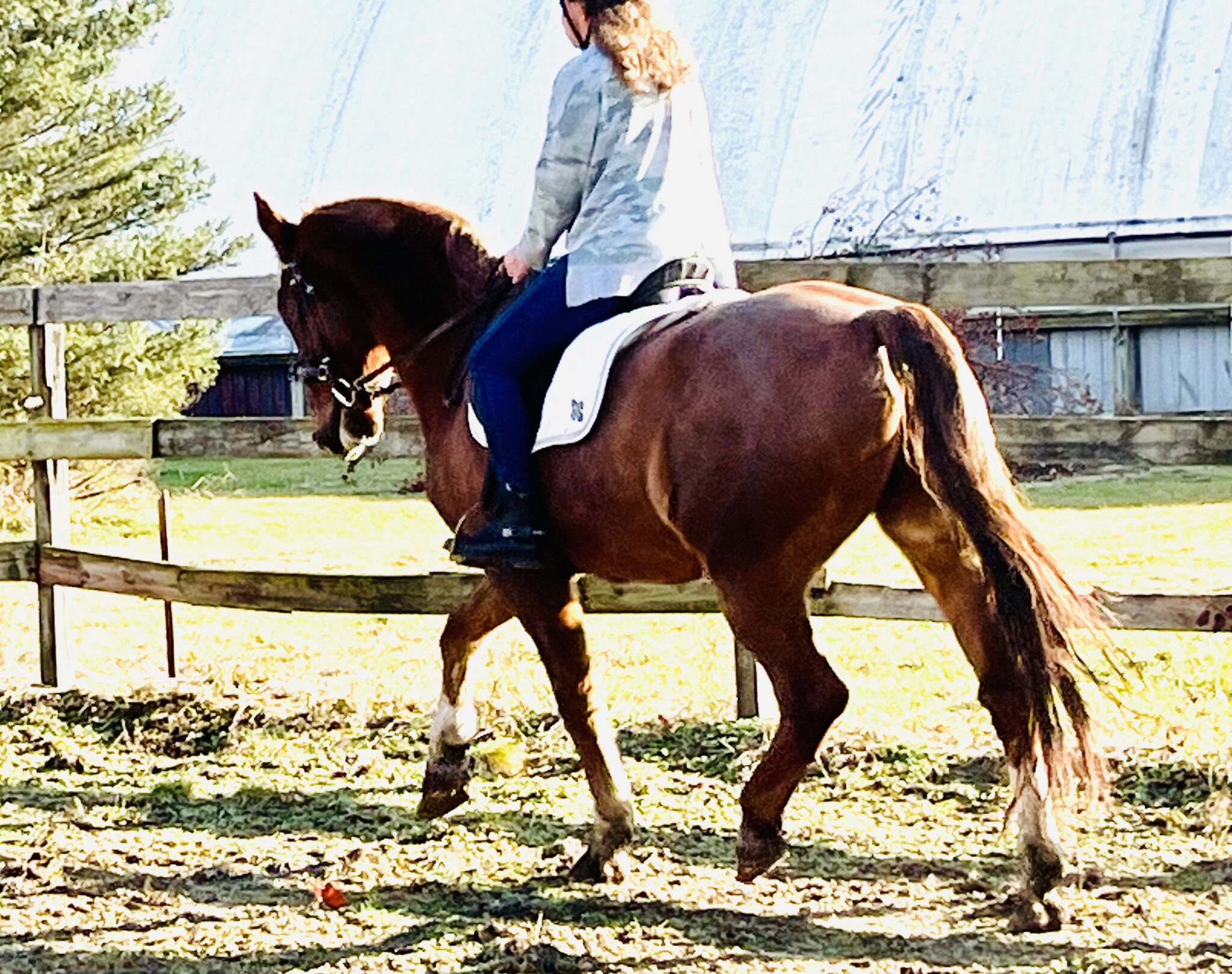 LevelTeq: The world's first electronic Heel Trainer for equestrians!